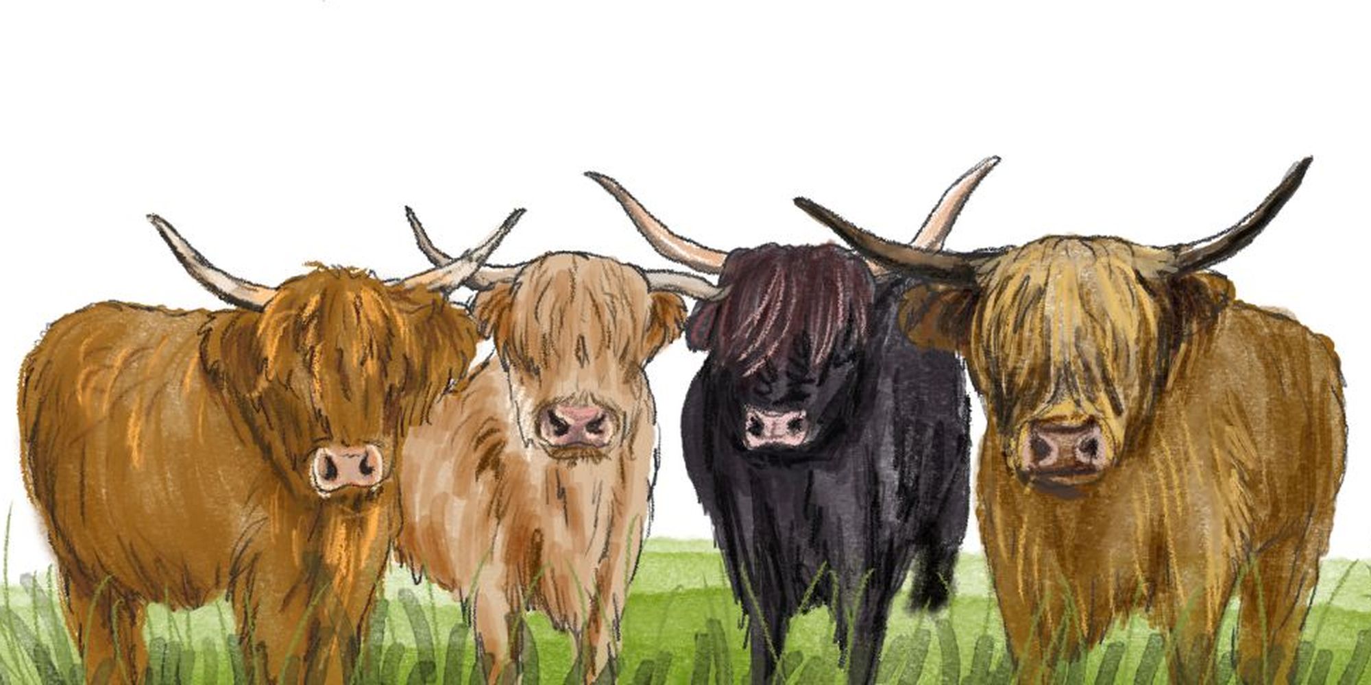 Jan 12: Cow Brushing & Farm Tours at June Farms